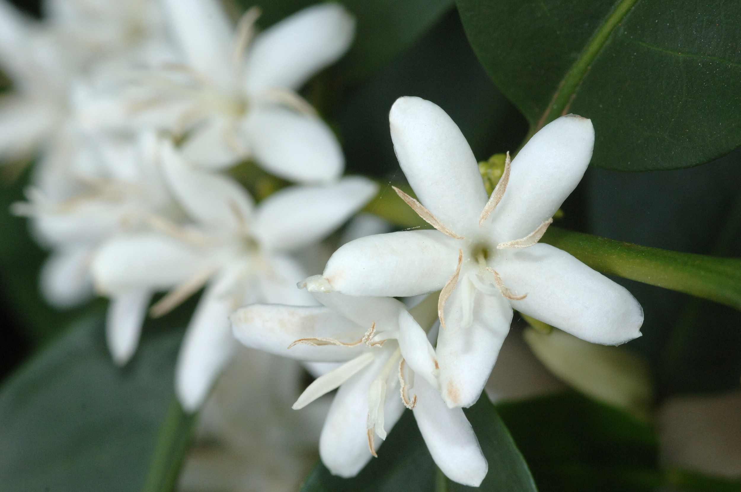 La Flor SHG – InterAmerican Coffee Australia