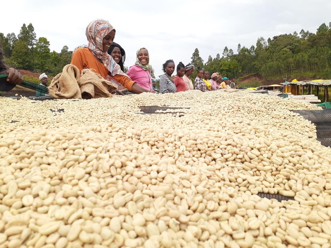 Daye Bensa Grade 4 Organic – InterAmerican Coffee Australia