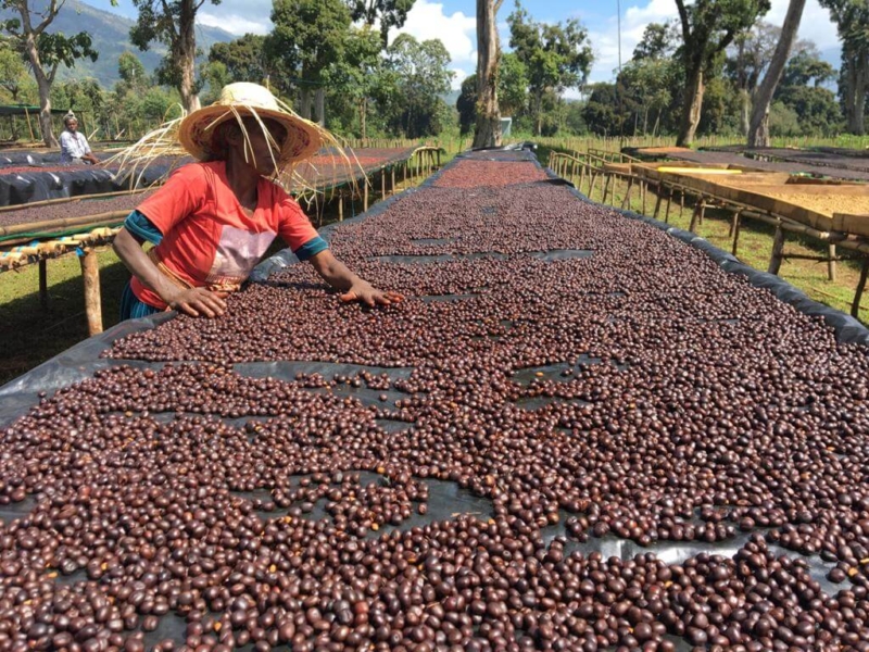 Daye Bensa Grade 4 Organic – InterAmerican Coffee Australia